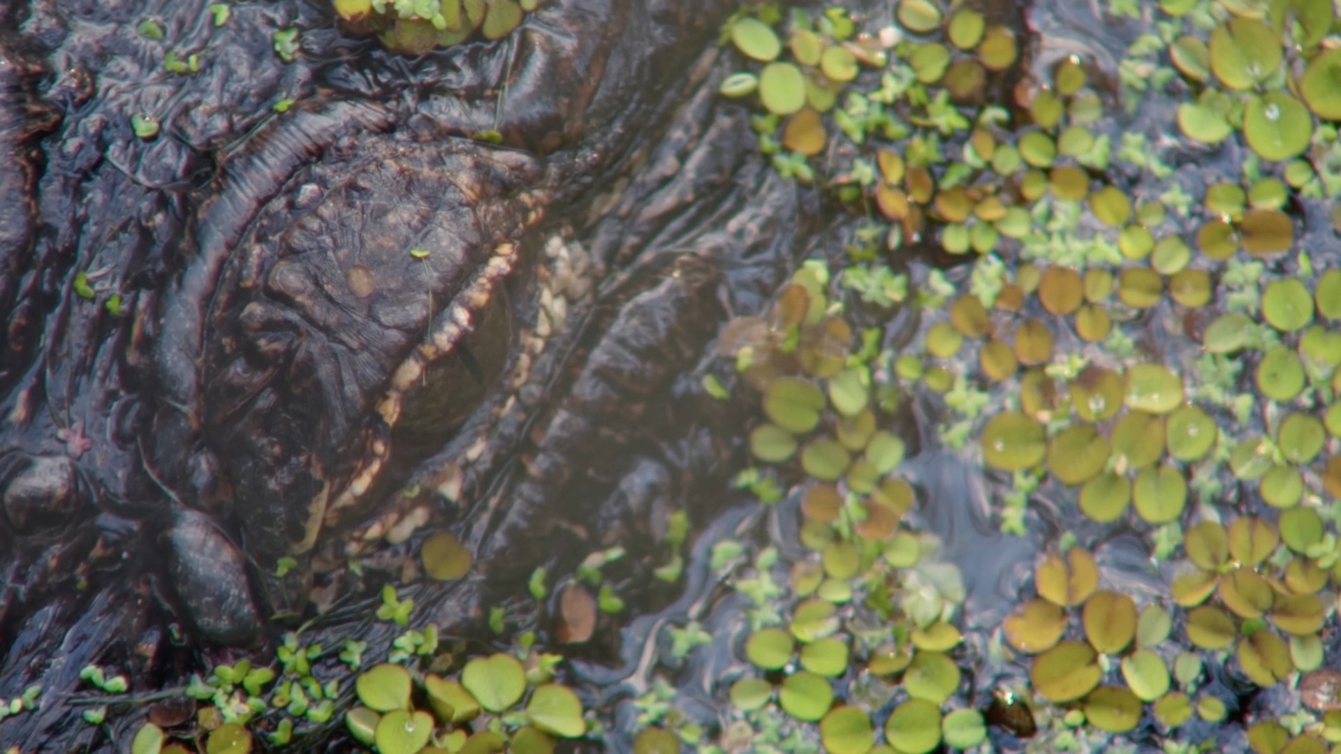 Adam Piron & Adam Khalil - Media City Film FestivalMedia City Film Festival