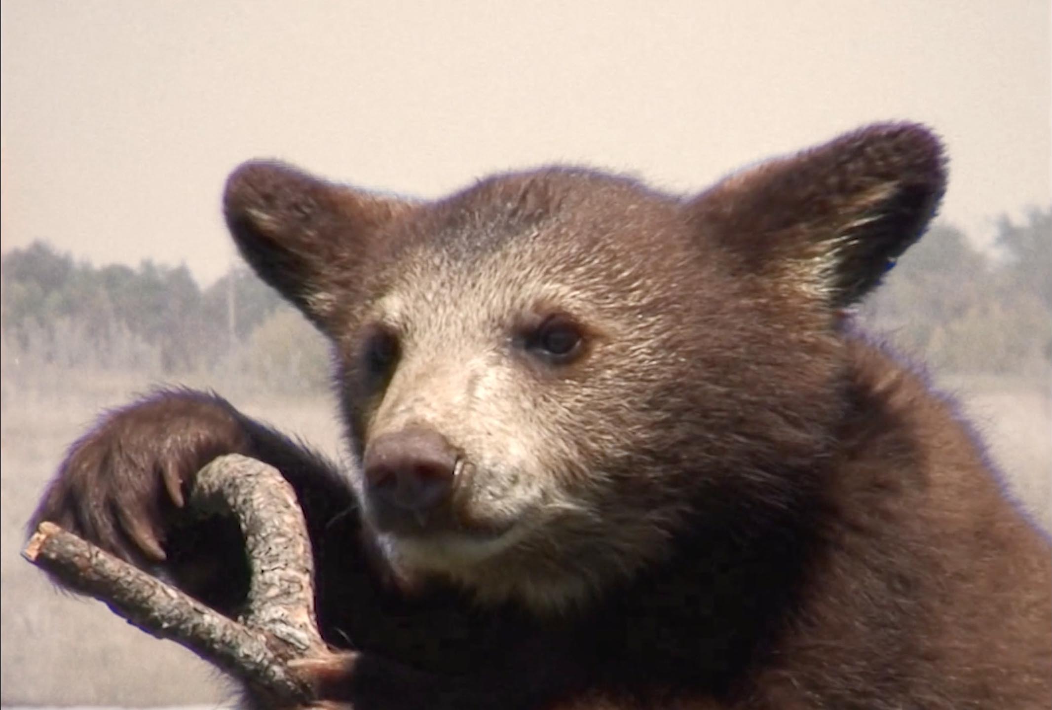 TJ Cuthand - Media City Film FestivalMedia City Film Festival